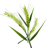 Home - Farmers Rice Consumer