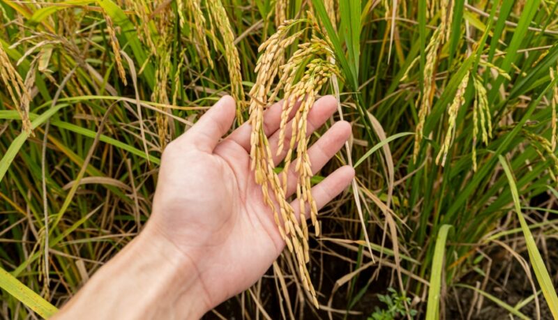 Our Farmers and Rice - Farmers Rice Consumer
